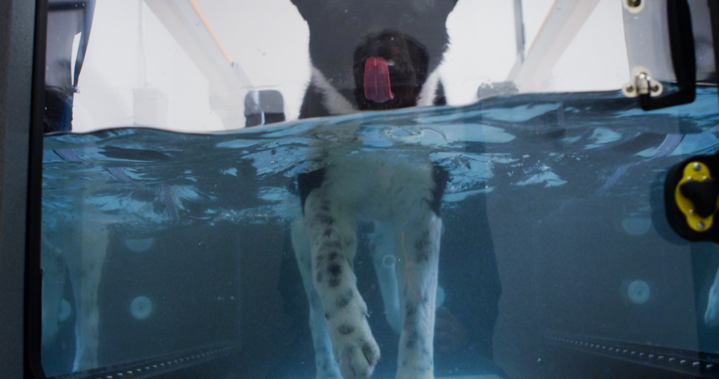 Hydrotherapy for Cats & Dogs | Escondido, CA | CAHRC