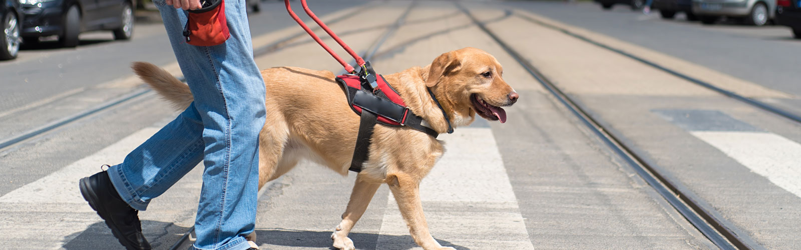 National Service Dog Month | Escondido, CA | Companion Animal Health ...