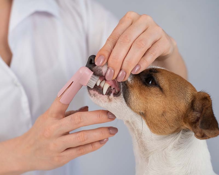 Dental Health Month: All About Your Pets Next Dental Check Up ...