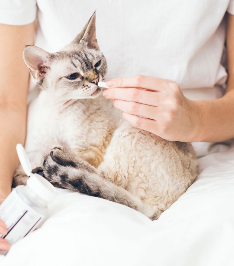 Understanding and Treating Allergies in Pets | Escondido, CA | CAHRC