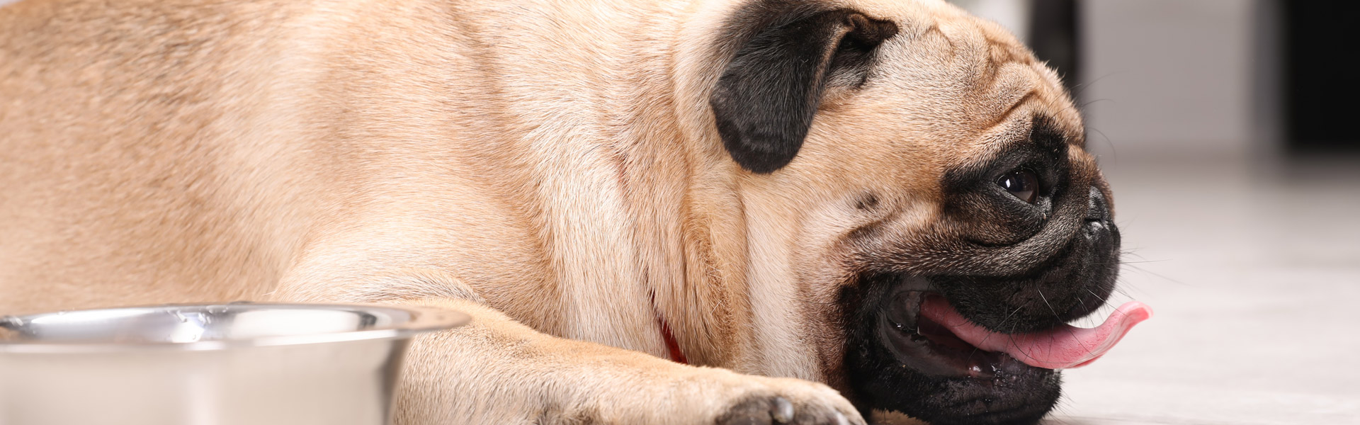 How to Tell if Your Pet is Overheated – and What to Do About It ...