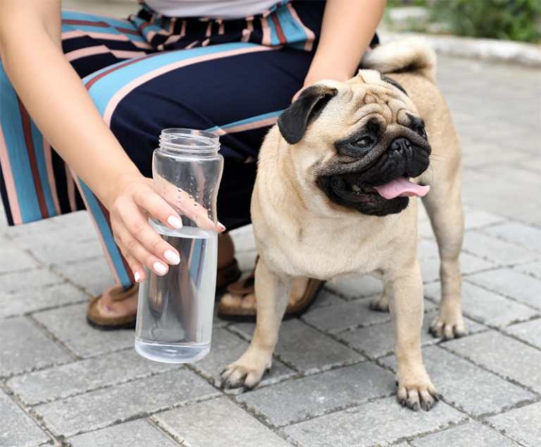 How to Tell if Your Pet is Overheated – and What to Do About It ...