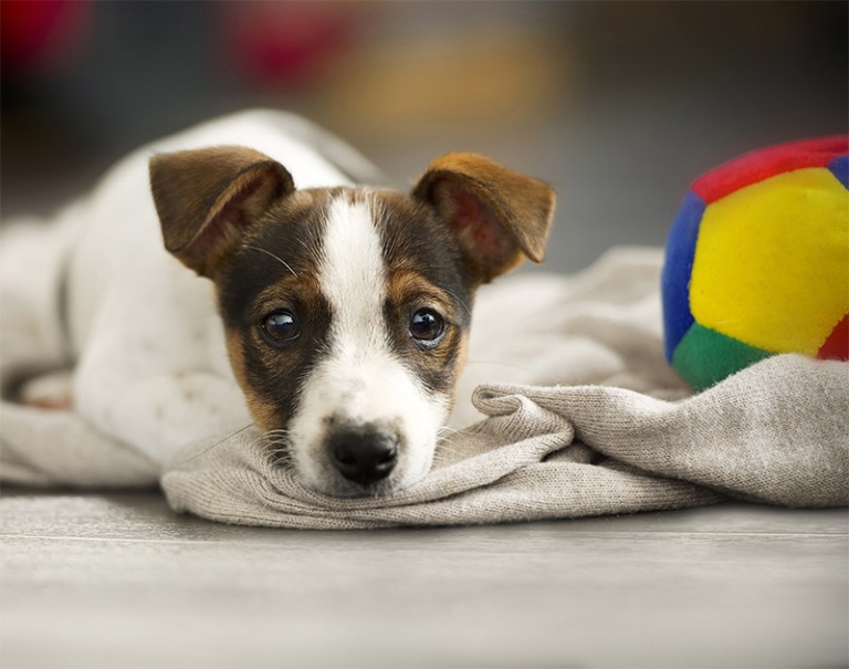 How to Tell if Your Pet is Overheated – and What to Do About It ...