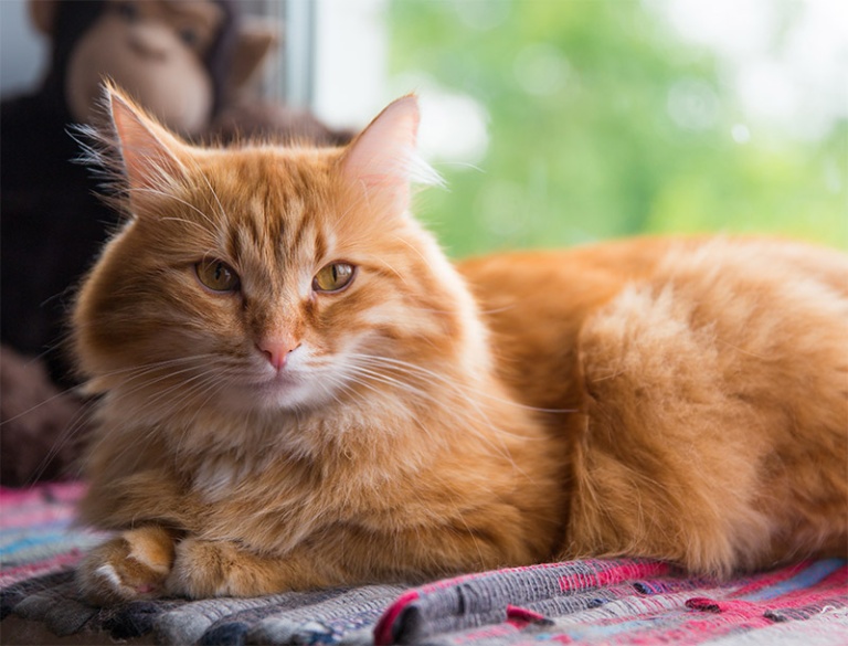 How to Tell if Your Pet is Overheated – and What to Do About It ...