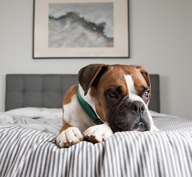 How to Tell if Your Pet is Overheated – and What to Do About It ...